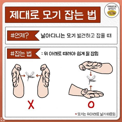 모기 잡는 법 모기를 잡는 6가지 방법