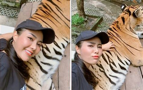 Woman Gets Slammed For Cradling Tigers Testicles In Chiang Mai