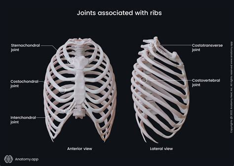 Ribs Anatomy App