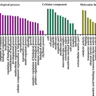 Gene Ontology GO Functional Annotation Of DEGs All Transcripts Were