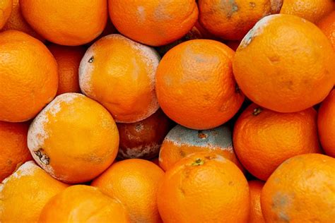 How To Tell If An Orange Is Bad Tastylicious How To Tell If An Orange Is Bad Tastylicious