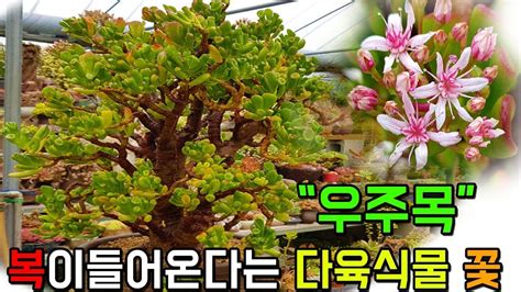 이 다육식물의 꽃은 여러분에게 복을 가져다 줄겁니다 정말 귀한 다육식물꽃~ 묵은둥이 우주목 Youtube