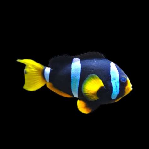 Abrolhos Island Clarkii Clownfish Clownfish Geemarine