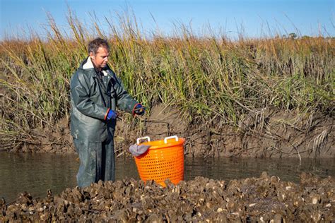 Shellfish Harvesting Season Begins October 1 The Island News