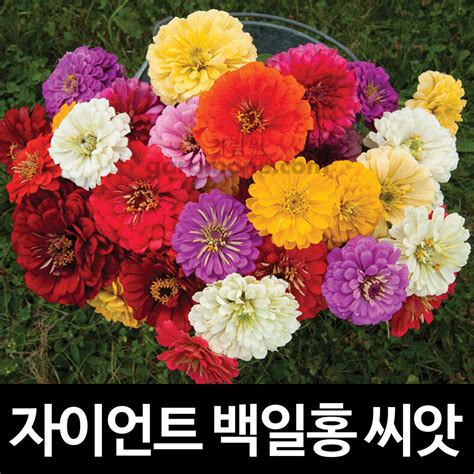 자이언트 백일홍 씨앗 백일홍씨앗 다알리아 씨앗 Giant Zinnia Seeds 50알 도매 가람원