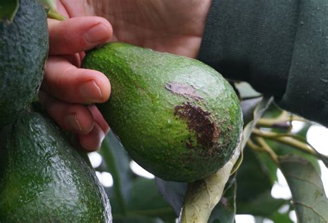 Avocados Have Brown Skin Heres Why Greg Alders Yard Posts