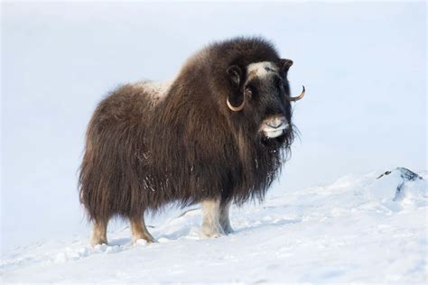 100 Ox Pictures