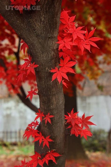 유토이미지 단풍나무 단풍 사진 단풍나무 자연 사진