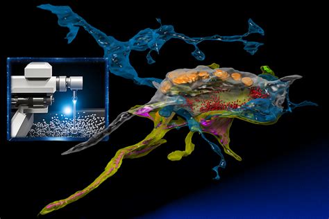 Using Ai To Optimize For Rapid Neural Imaging Mit News