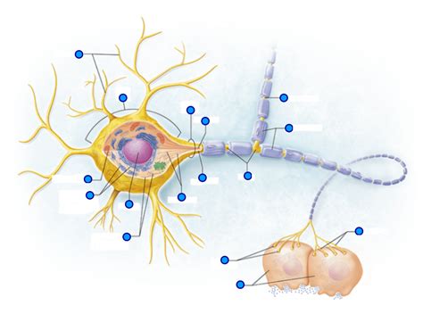 Practical 2 Exam Diagram Quizlet