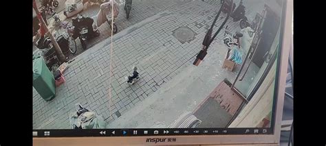 邢台123求助寻狗启示于昨日11时许顺德市场附近走失
