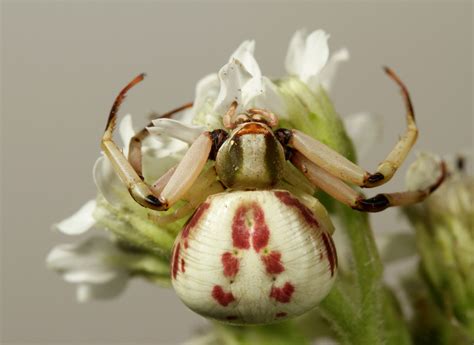 White Banded Crab Spider Its Not Easy Being A Pollinator A