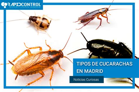 Tipos De Cucarachas En Madrid Gestión Y Control De Plagas