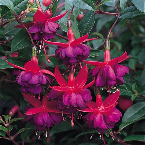 Dollar Princess (Hardy Bush) | Fuchsia flowers, Fuchsia plant, Pretty ...