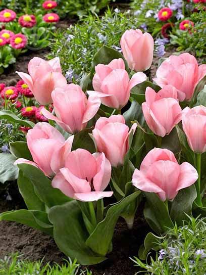 ᐉ Луковица тюльпана фостера Свит Сикстин 3 шт • Купить в Киеве Украине • Лучшая цена в Эпицентр