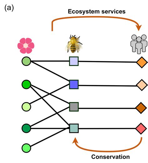 Schematic Representation Of A Socio Mutualistic Network Comprising A Download Scientific