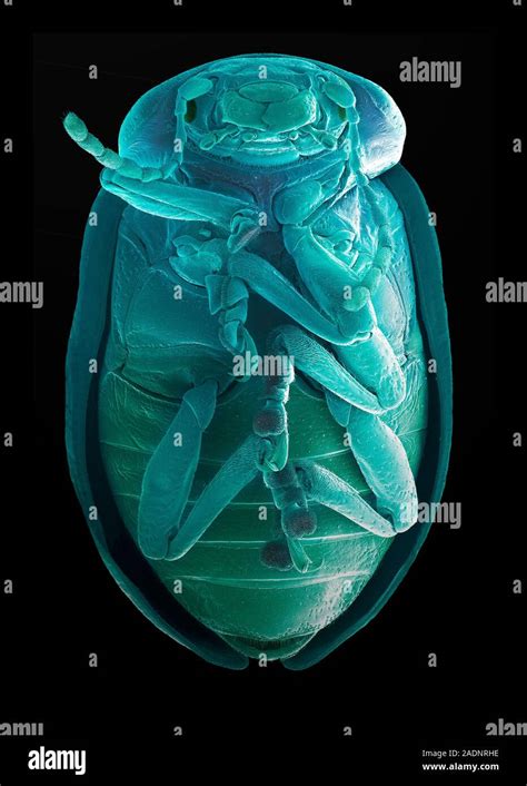 Leaf Beetle Coloured Scanning Electron Micrograph Sem Of The