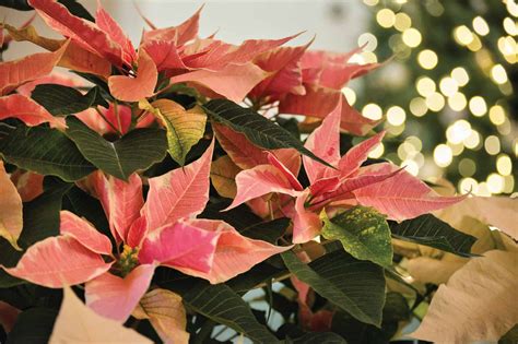 Poinsettia Care Andersons Garden Center