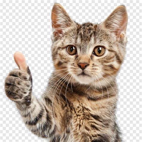 Premium Psd Cat Giving Thumbs Up On Transparency Background Psd