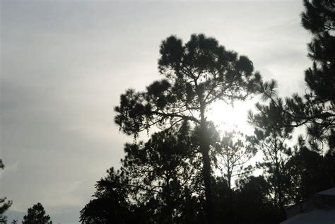 Trees Blocking The Sun By Magicbender14 On Deviantart