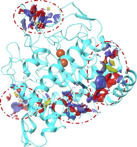 Potential Binding Sites For Tyrosinase Noncompetitive Inhibitor Colored