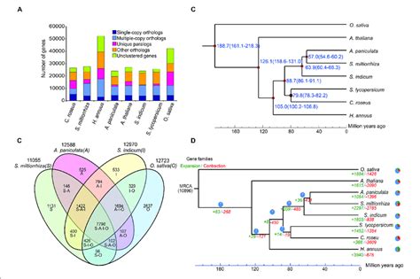 Comparative Analyses Of The A Paniculata Genome A Major Groups Of