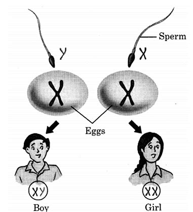 Class Science Chapter HOTS Questions Reaching The Age Of Adolescence