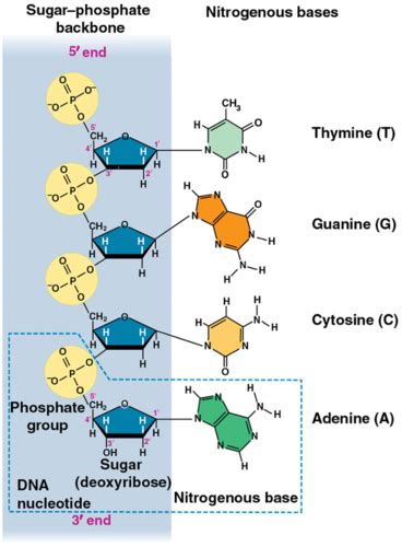 Chapter 16 The Molecular Basis Of Inheritance Flashcards Quizlet