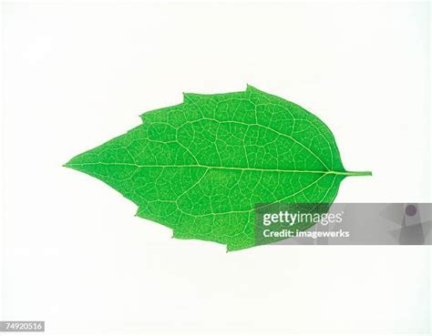 Point Pointed Leaf Shapes Photos And Premium High Res Pictures Getty Images