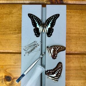 Complete Butterfly Mounting Kit With Spreading Board Preserved