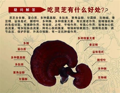 灵芝的疗效与作用，究竟灵芝有何疗效与作用呢？ 哔哩哔哩