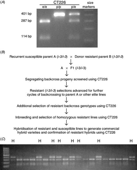 A Dna Gel Photograph Showing The Banding Pattern For Individual
