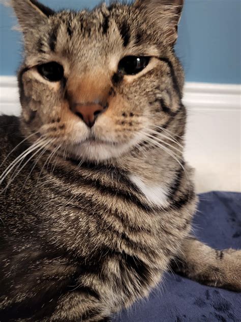 Bob Kitty The Former Feral Now Just A Sassy Chonk Rpeanutwhiskers