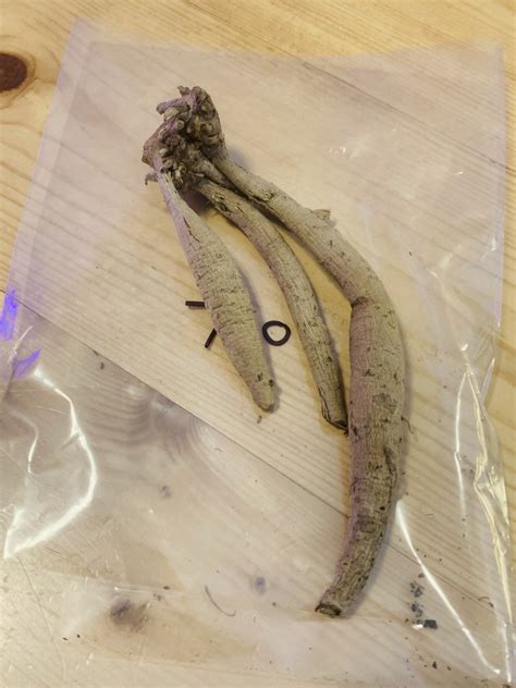 Taking Dahlia Cuttings Page 16 Growing Dahlias