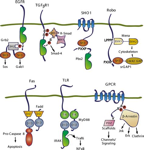 Specificity In Signal Transduction Cell