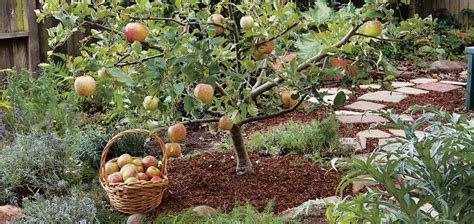 Dwarf Apple Tree