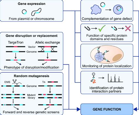 The Benefits Of A Versatile Genetic Toolbox In The Exploration Of Gene