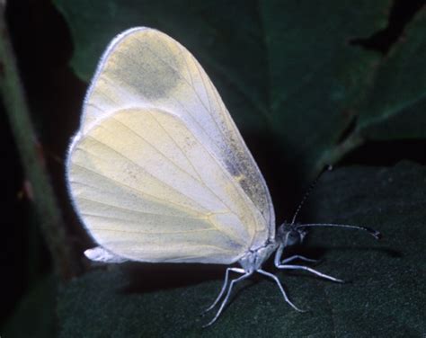 Lepidea Sinapisjuvernica Complex Pamperis