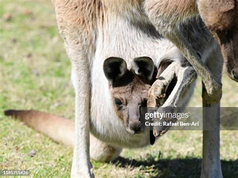 Inside Of Kangaroo Pouch Photos And Premium High Res Pictures Getty Images