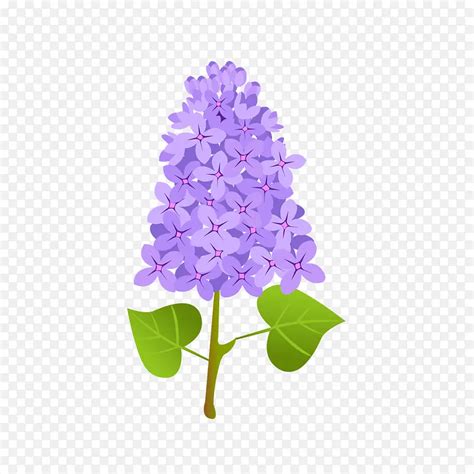 丁香花PNG图片素材下载 图片编号yamdpppy 免抠素材网