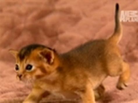 Toocute Kittens Tiny Dancer Too Cute Tv Show Photo Fanpop