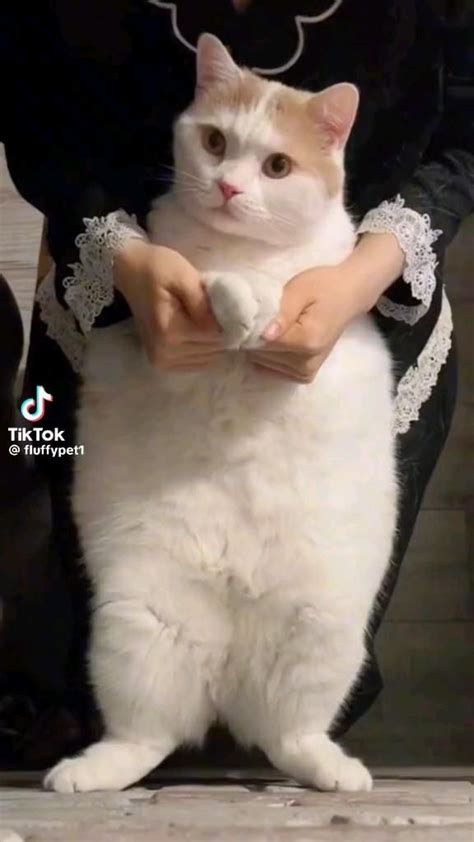 Пин на доске Pins By You Смешные котята Смешные кошачьи мордашки Смешные фотографии животных