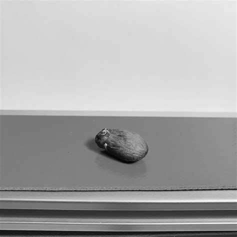 Cocoa Object Detection Dataset By New Workspace Pevbm