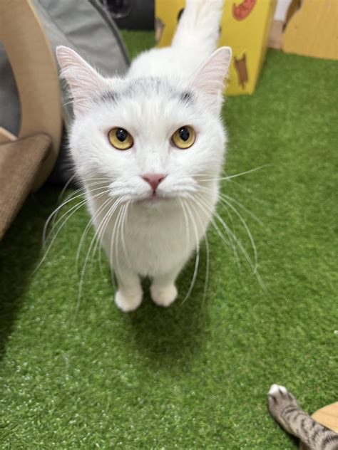 터키쉬 앙고라 하양 고양이 책임입양 아이조아 유기방지입양 파양 강아지보호소 고양이보호소 무료분양센터