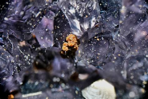 Mikroskop Fotografie Die Kunst Liegt Im Detail Fotowissen