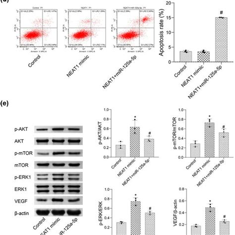 Neat1 May Enhance Angiogenesis A An Angiogenesis Assay Was Utilized