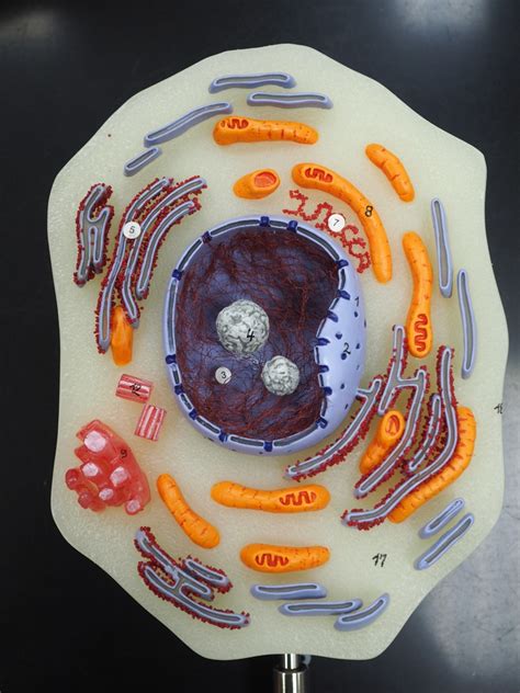 Nerve Cell Model Cell Model Cell Model Project Cells