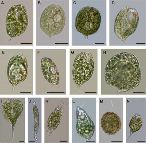 Examples Of Euglenoids