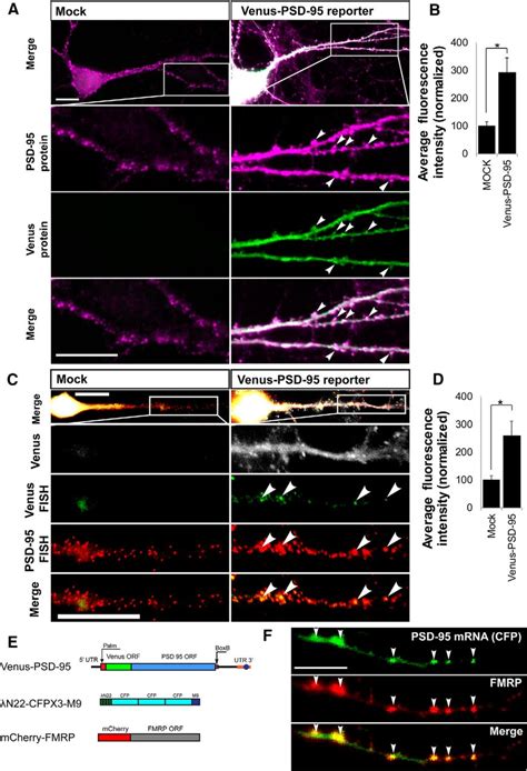 Single Molecule Imaging Of Psd 95 Mrna Translation In Dendrites And Its