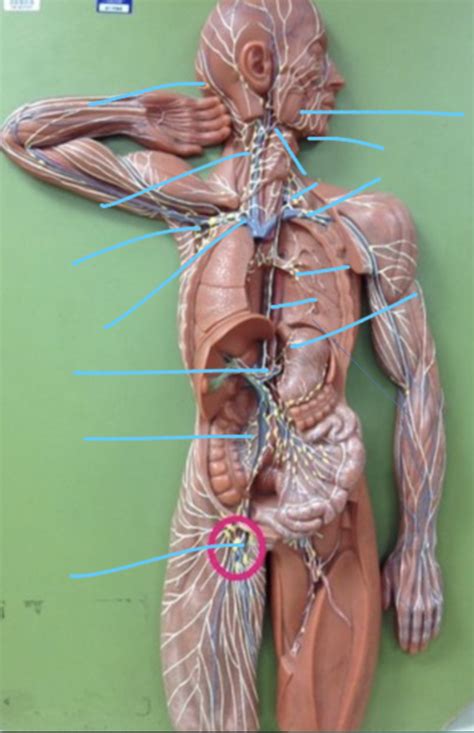 Lymphatic Lab Diagram Quizlet
